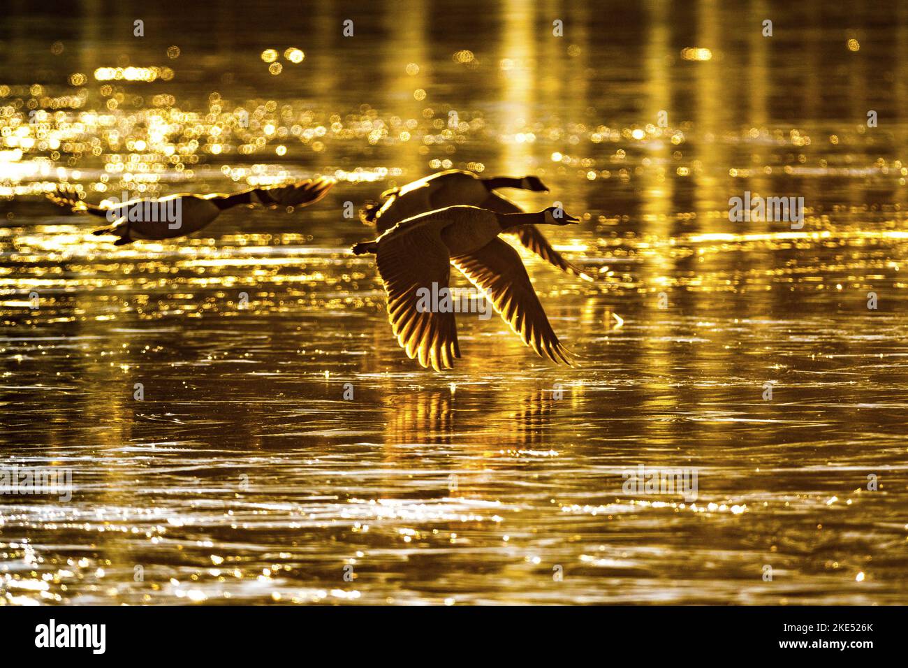 Sea gooses hi-res stock photography and images - Alamy