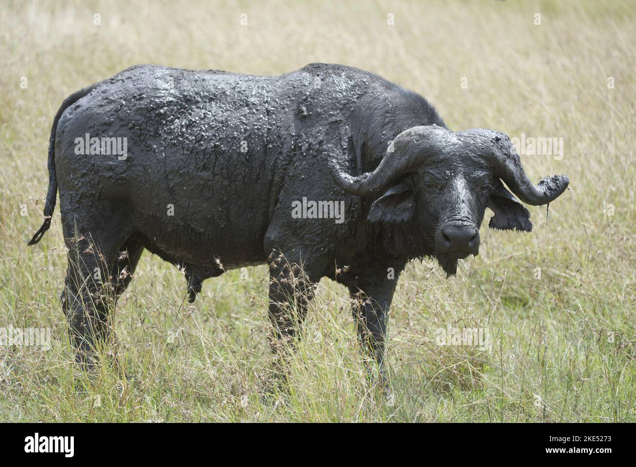 standing Water Buffalo Stock Photo - Alamy