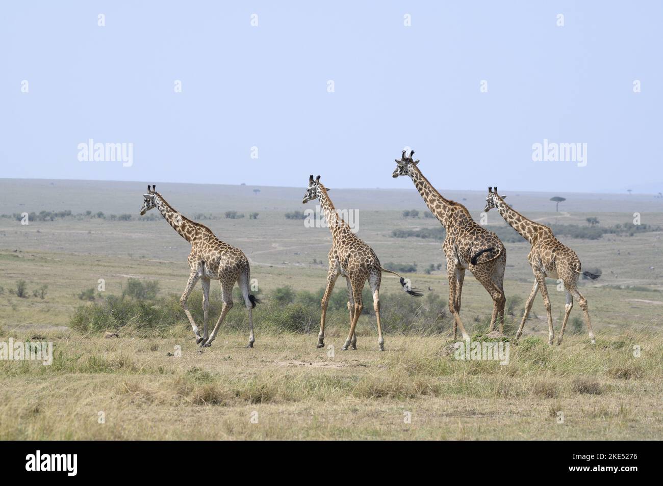 Giraffe gallop hi-res stock photography and images - Alamy