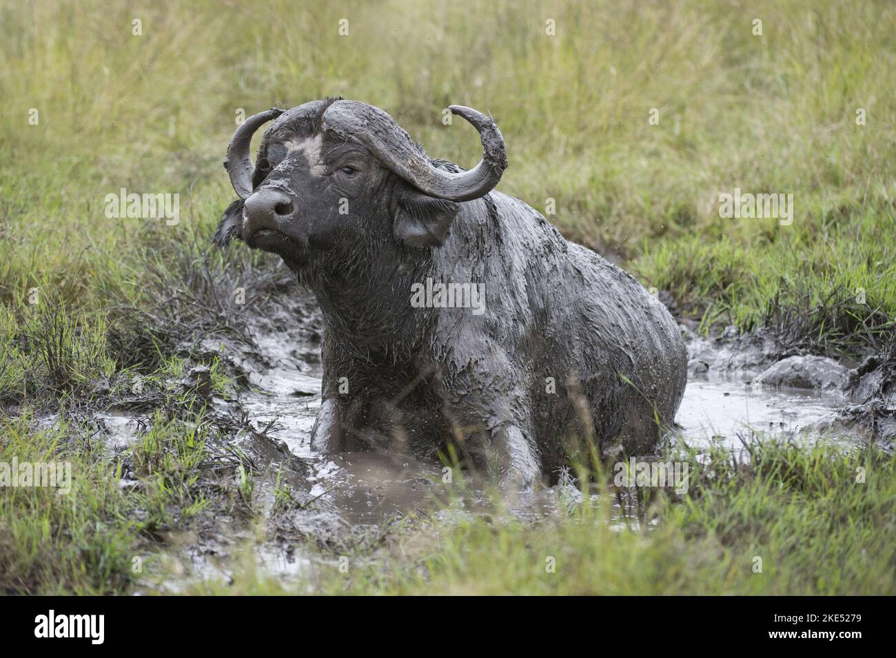 Water Buffalo in the sludge Stock Photo - Alamy
