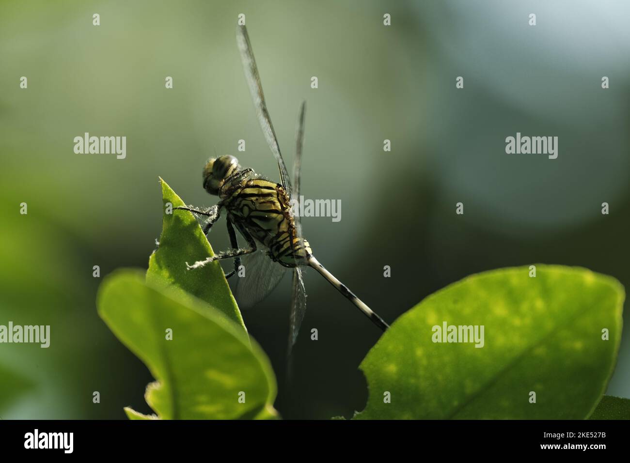 One type of insect is a dragonfly, dragonfly is an insect that has four ...