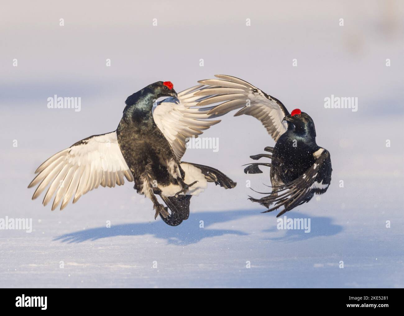 Lyrurus tetrix fight hi-res stock photography and images - Alamy