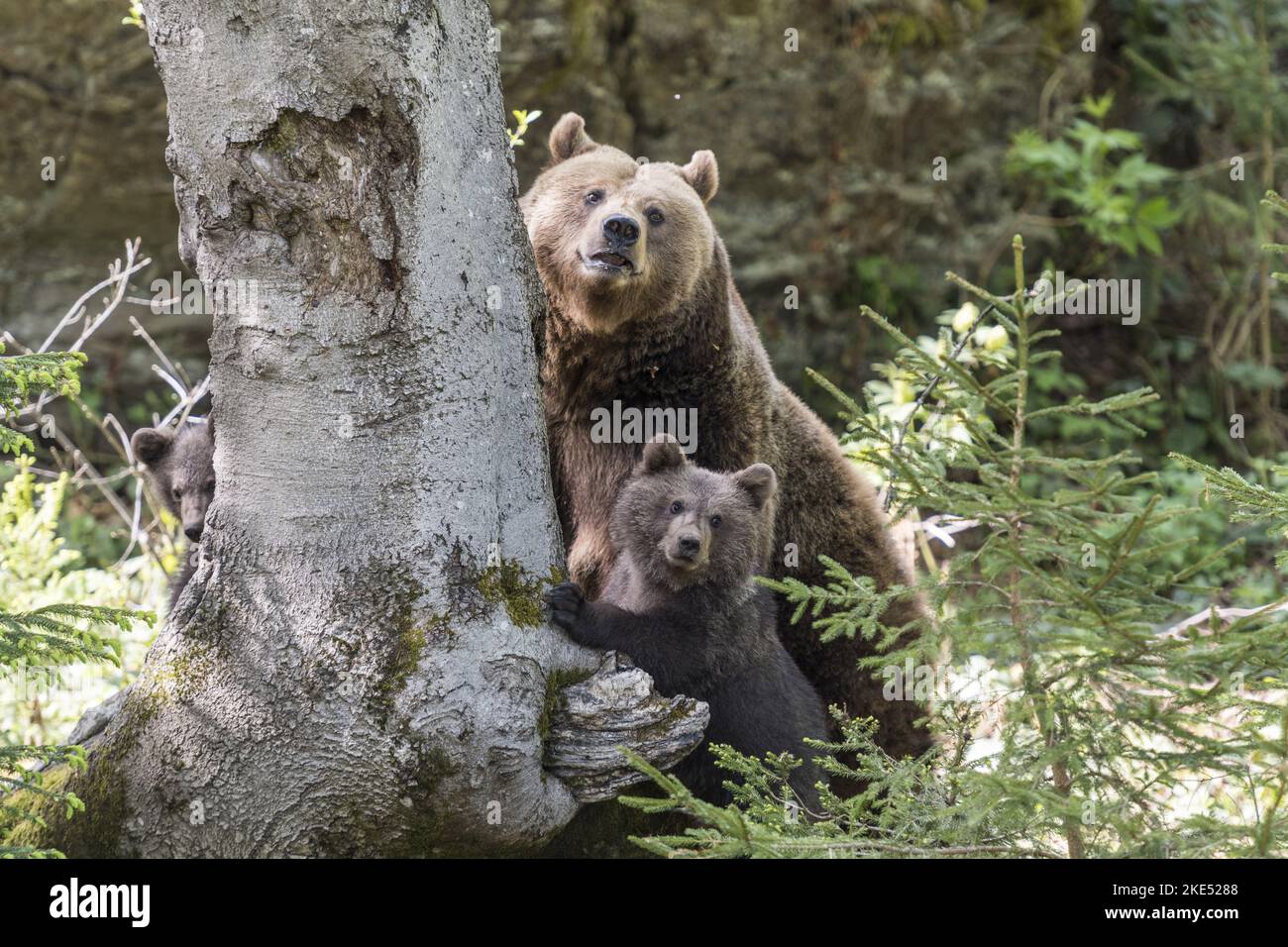 Brown bear standing branch hi-res stock photography and images - Alamy