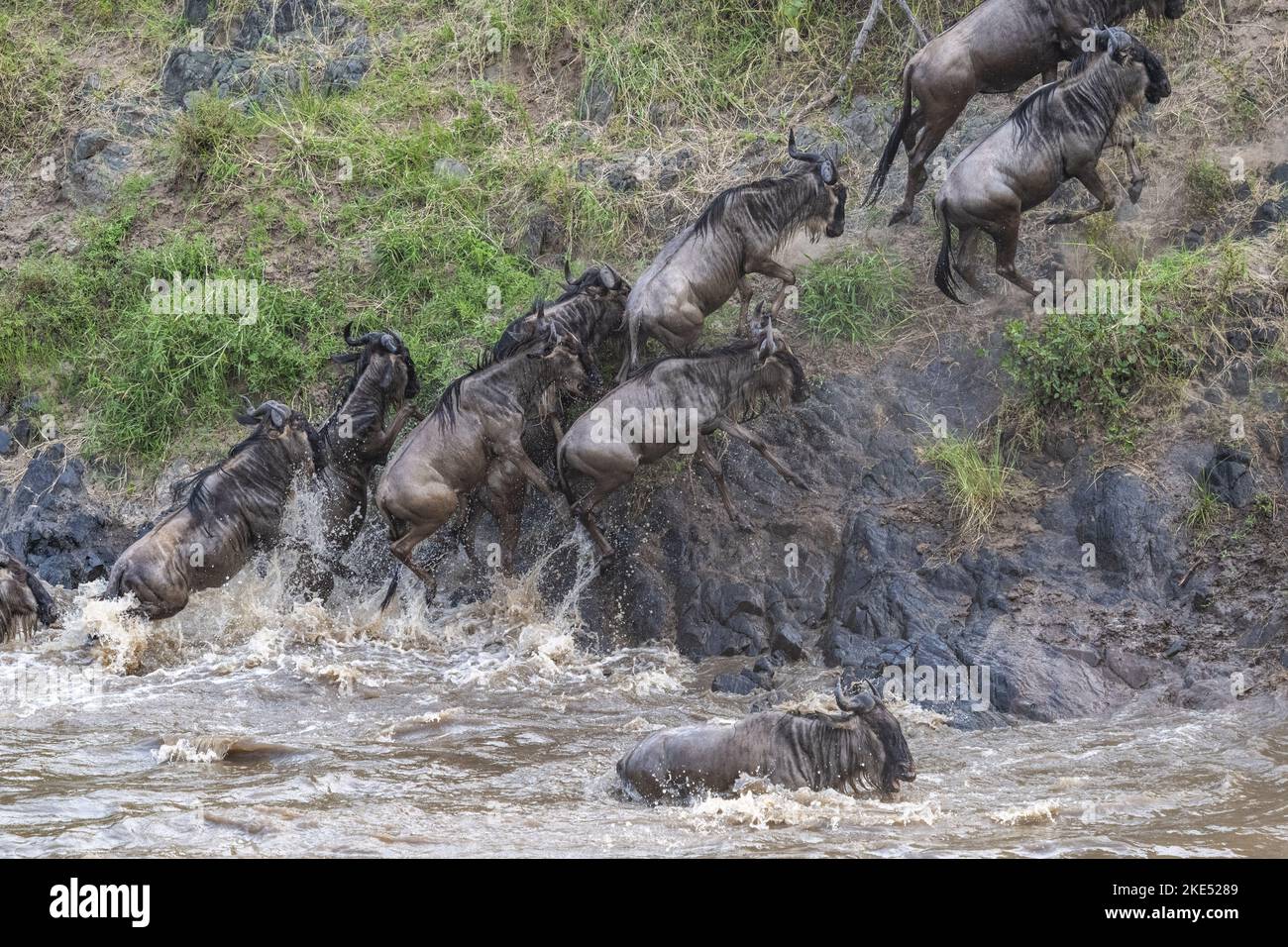 Nile Crocodile kills Blue Wildebeest Stock Photo - Alamy