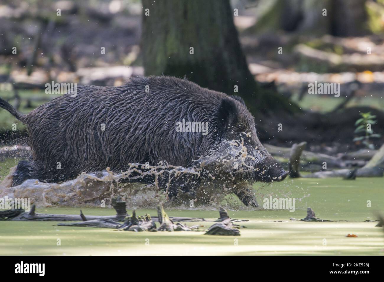 Wild Boar in the water Stock Photo - Alamy