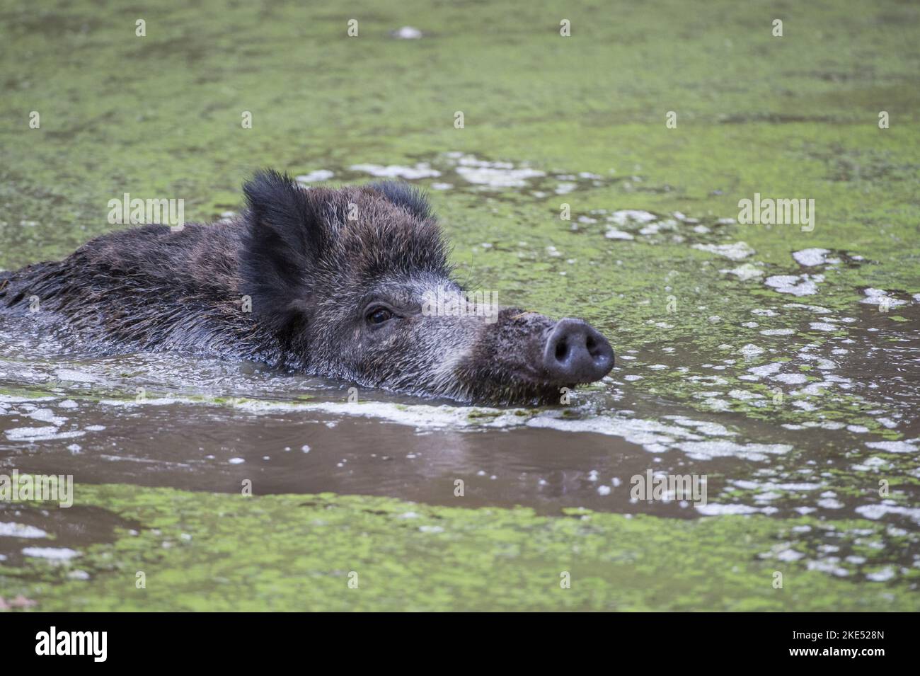 Wild Boar in the water Stock Photo - Alamy