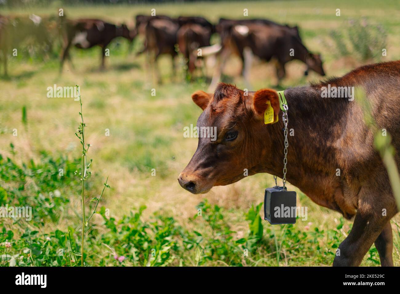 cattle and cows wearing Nofence collars, a system that allows cattle to ...