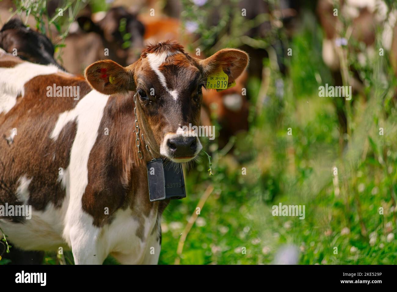 cattle and cows wearing Nofence collars, a system that allows cattle to ...