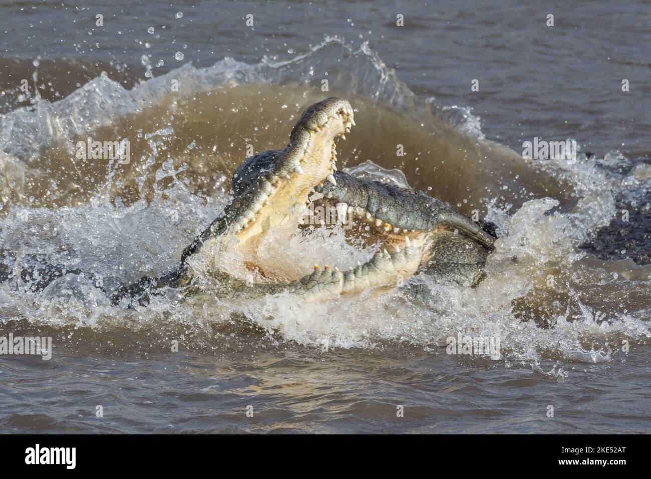 Nile crocodiles attack hi-res stock photography and images - Alamy