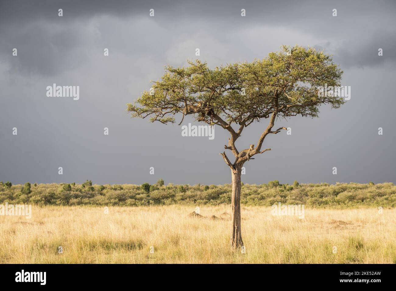 Leopards on a tree Stock Photo - Alamy