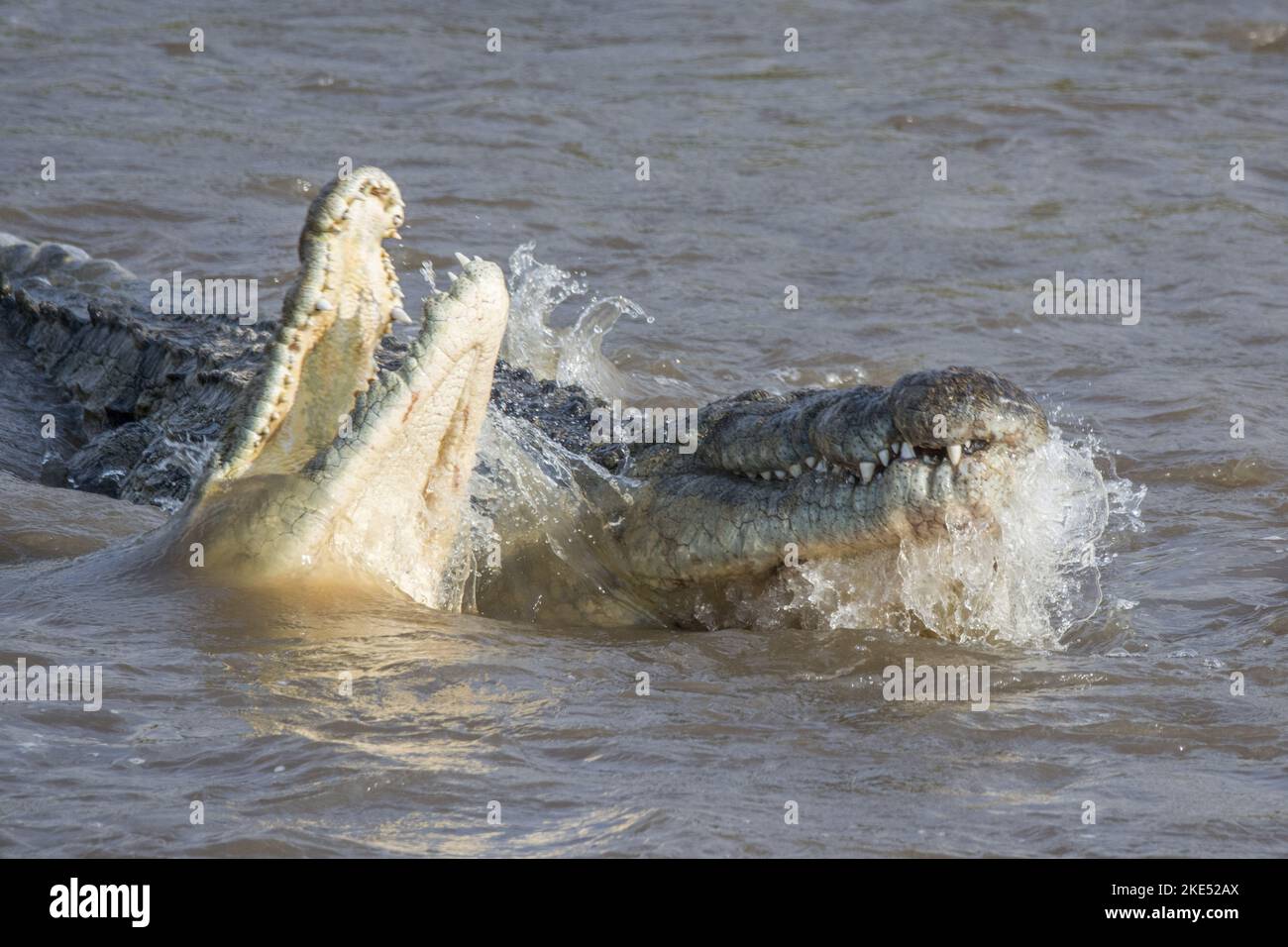 2 nile crocodiles hi-res stock photography and images - Alamy