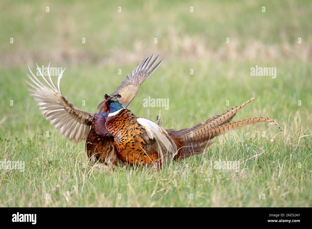 Male pheasants fighting phasianus hi-res stock photography and images - Alamy
