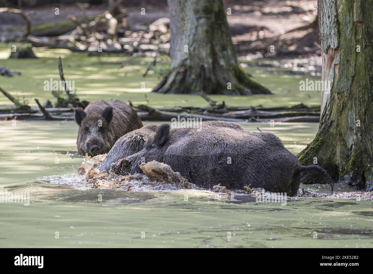 Sea boars hi-res stock photography and images - Alamy