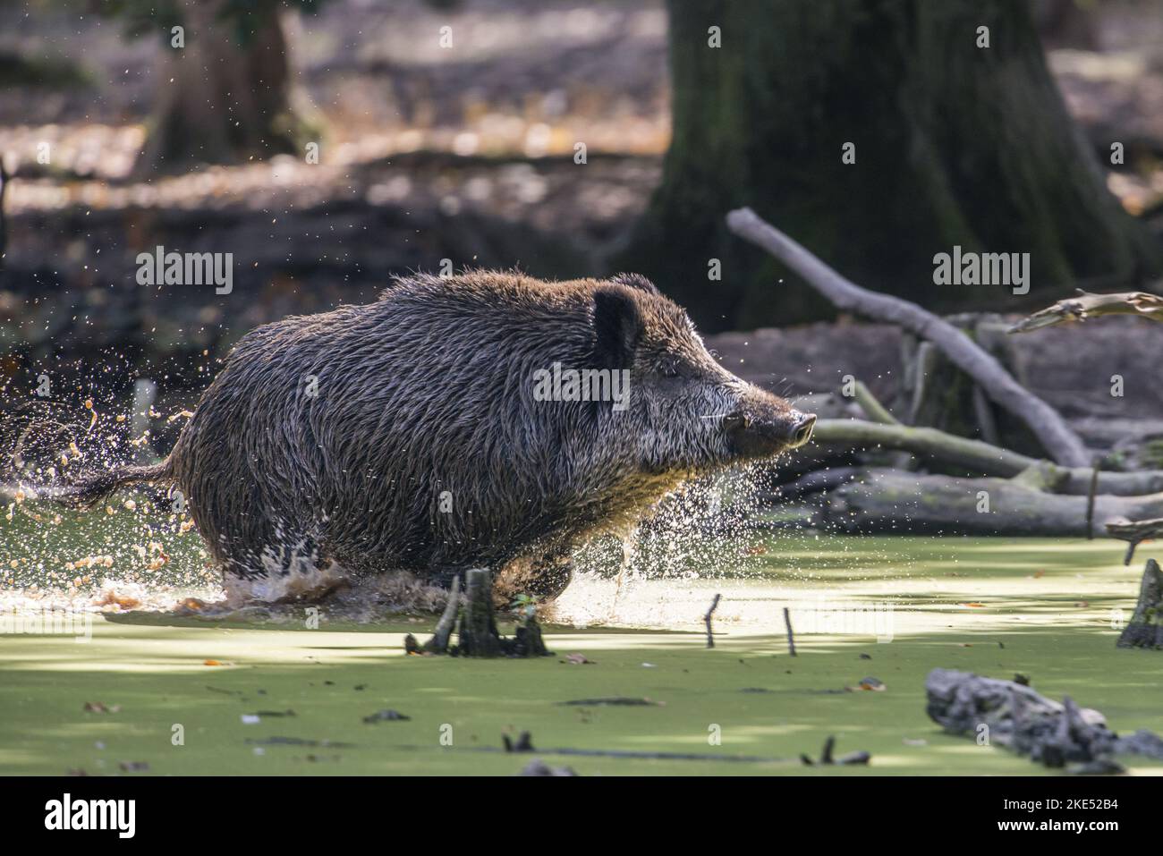 Wild Boar in the water Stock Photo - Alamy