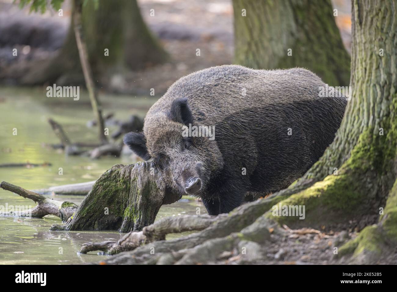 Wild Boar in the water Stock Photo - Alamy