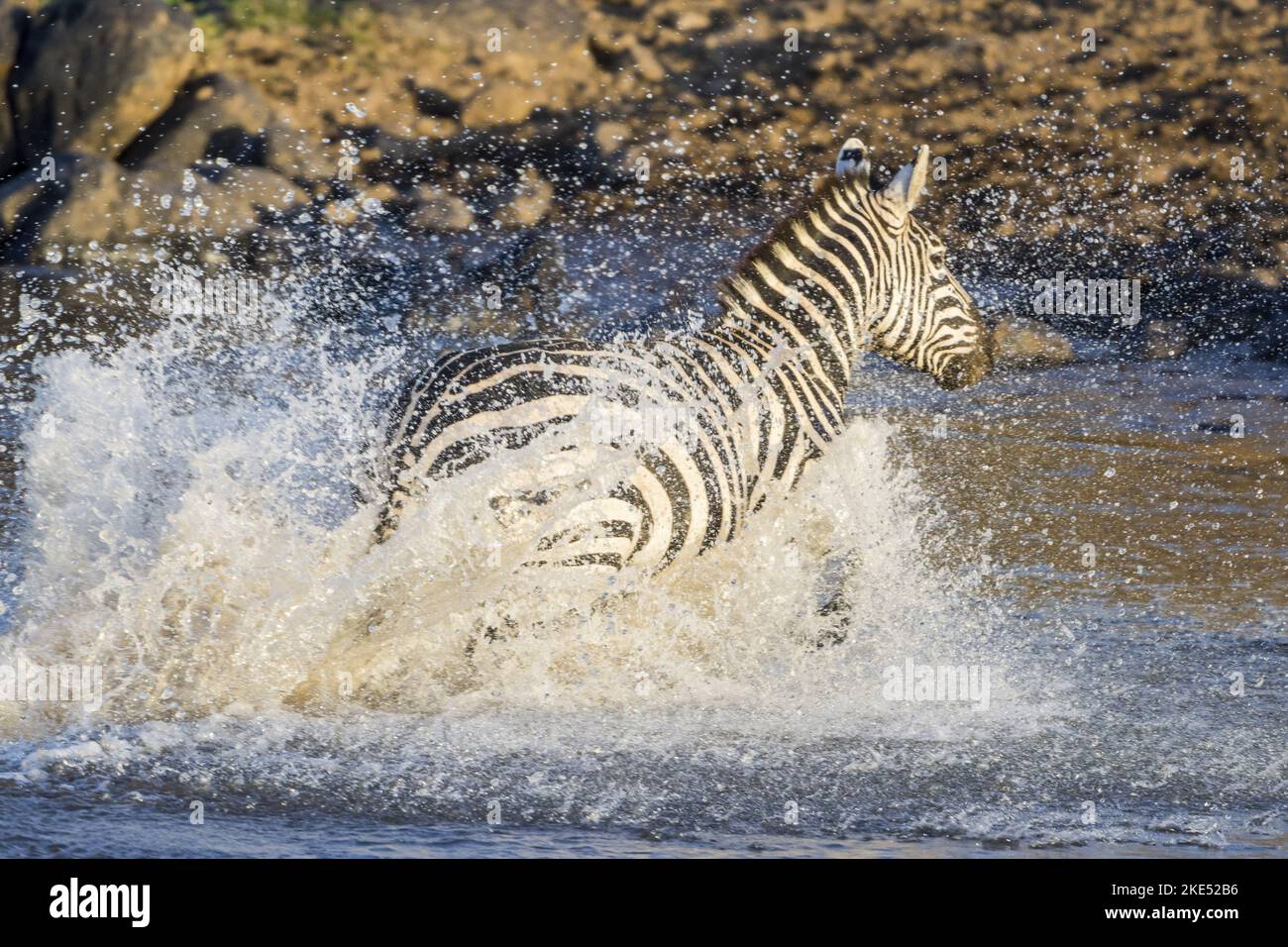 Zebra in the water Stock Photo - Alamy