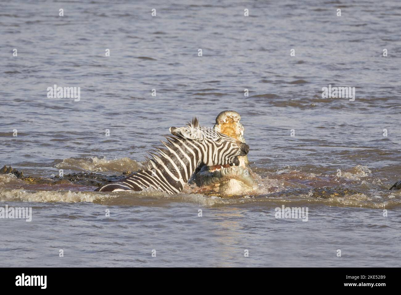 Nile Crocodile kills Zebra Stock Photo - Alamy