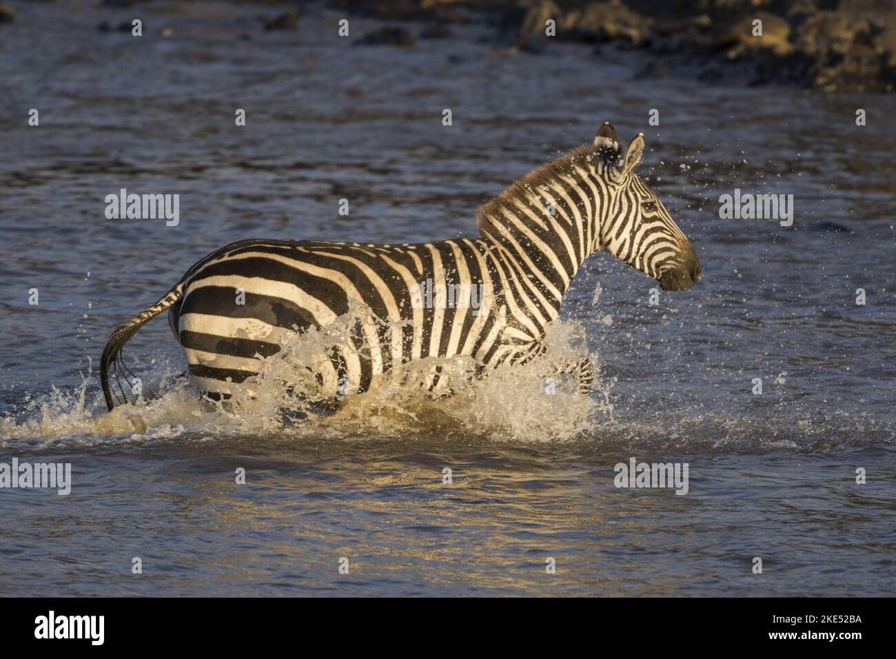Zebra galloping hi-res stock photography and images - Alamy