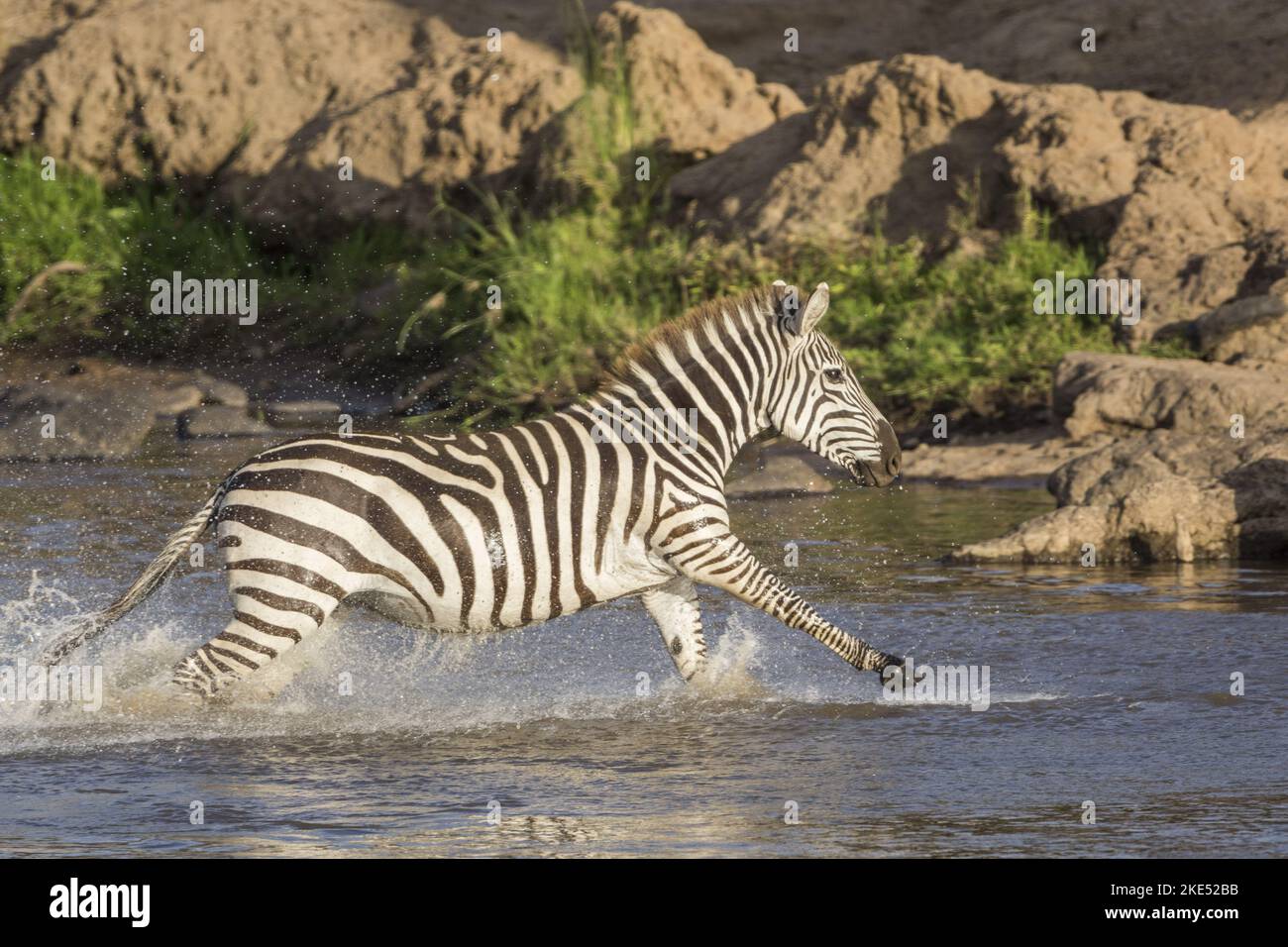 Zebra running in water hi-res stock photography and images - Alamy