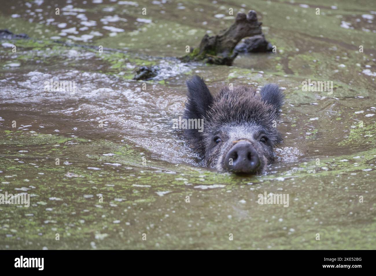 Wild Boar in the water Stock Photo - Alamy