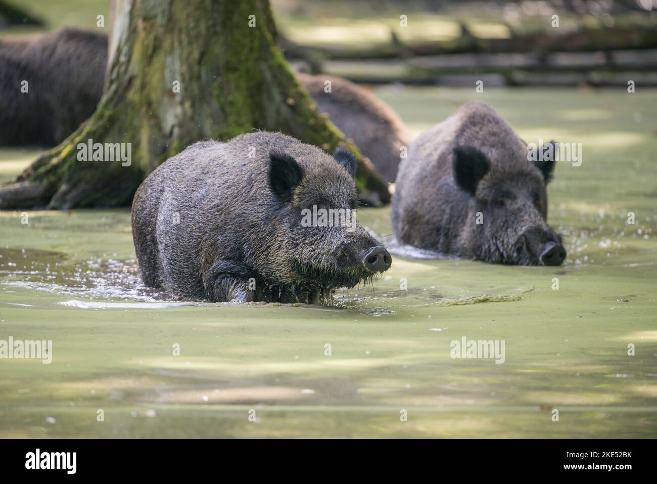 Wild Boars in the water Stock Photo - Alamy