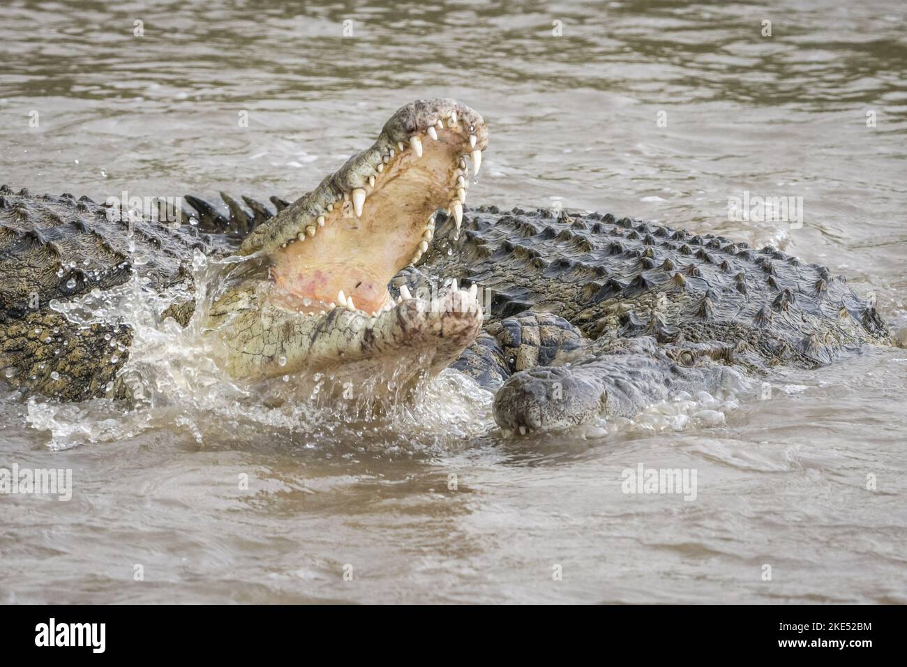2 nile crocodiles hi-res stock photography and images - Alamy