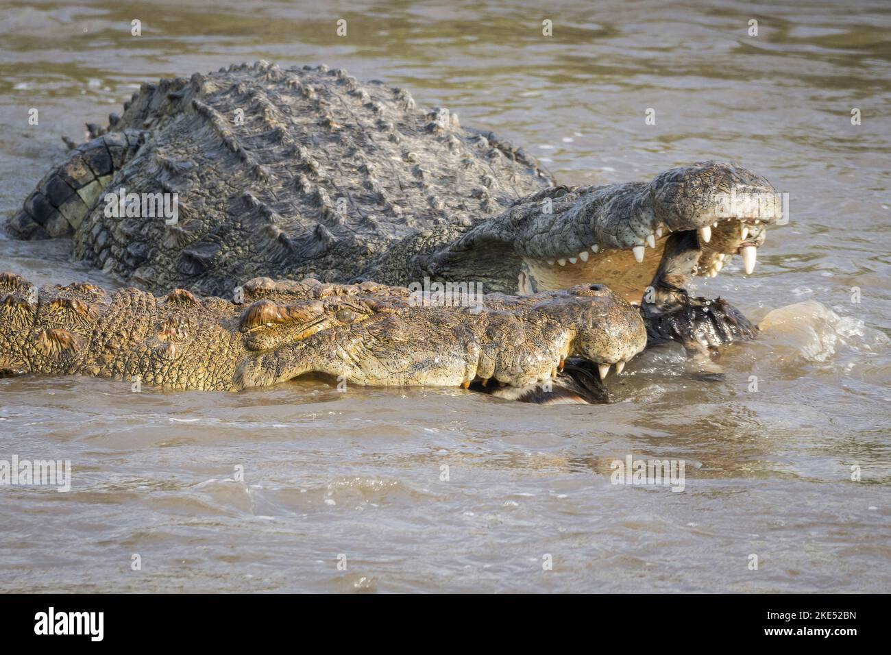 Nile Crocodils kills Zebra Stock Photo - Alamy