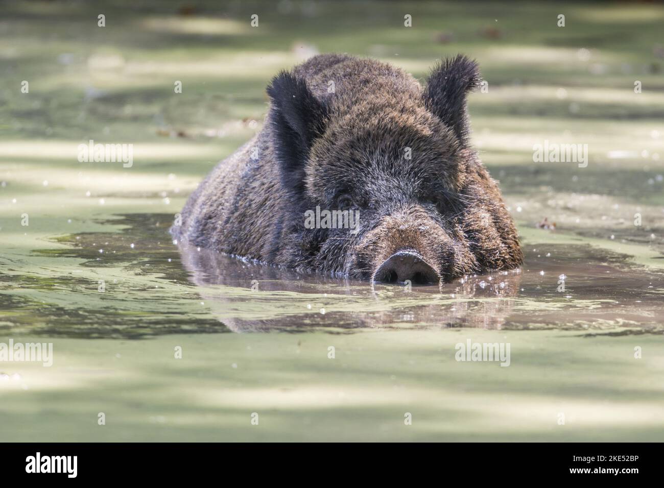 Boar in motion hi-res stock photography and images - Alamy
