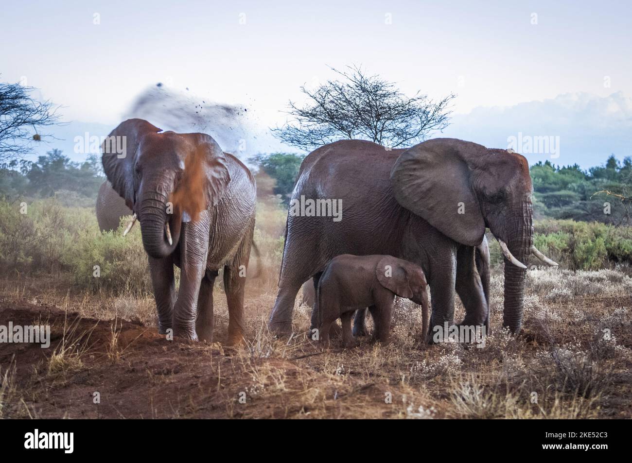 Three elephants walking side by side hi-res stock photography and ...