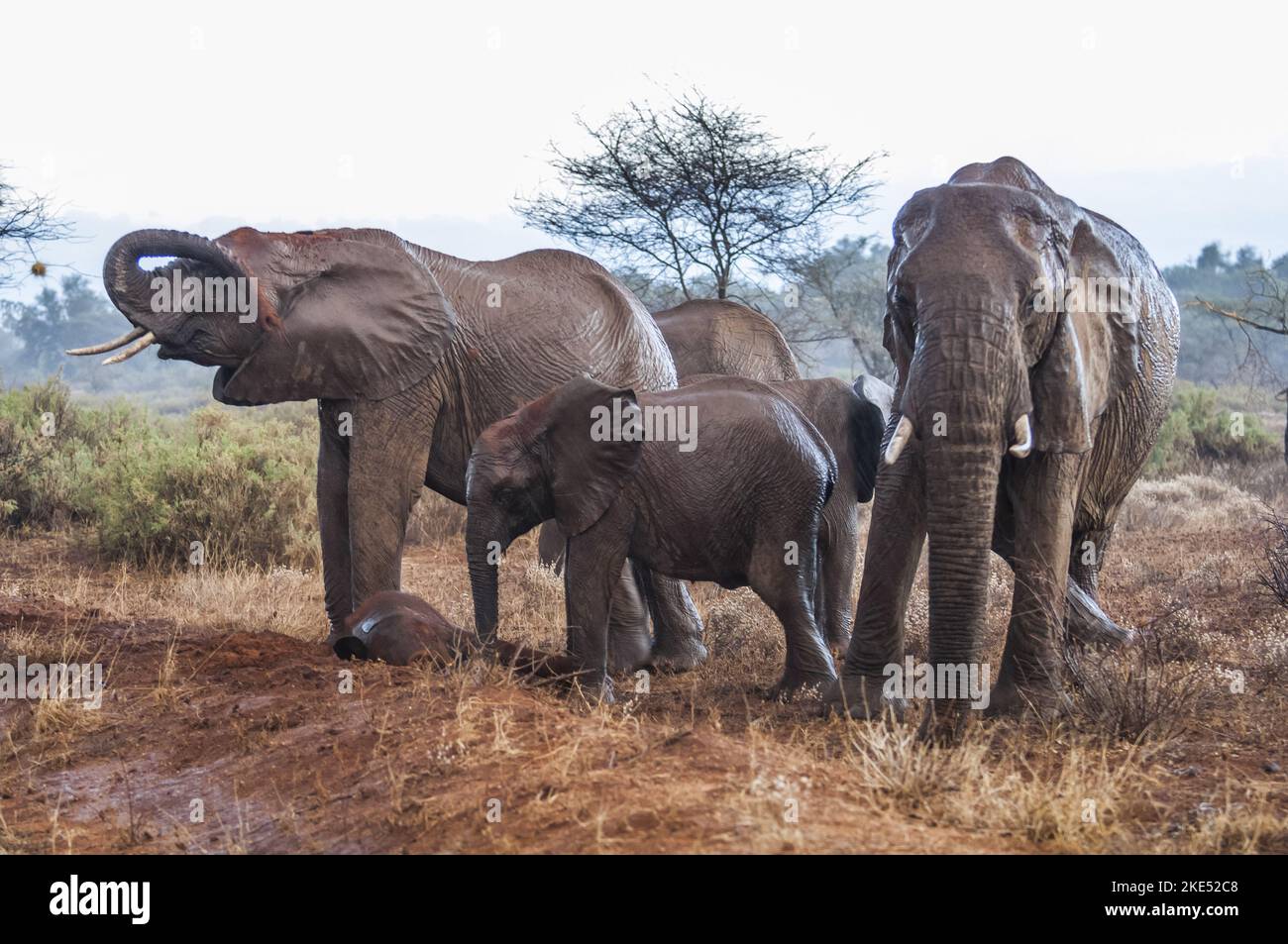 Group adult baby elephants stands hi-res stock photography and images ...