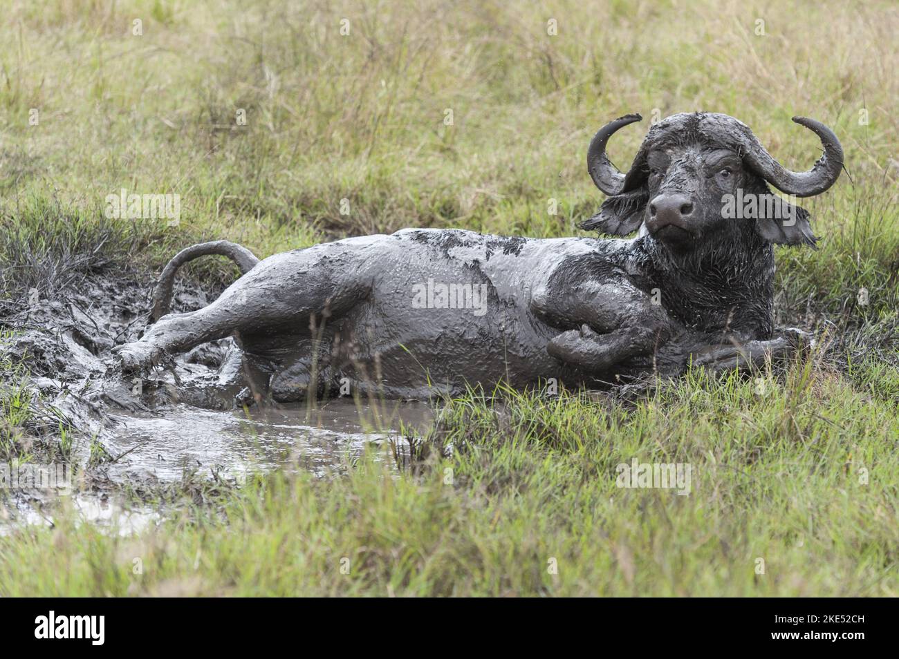 Buffalo rolling mud hi-res stock photography and images - Alamy