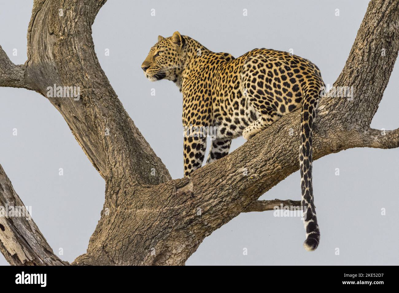Sitting leopard hi-res stock photography and images - Alamy