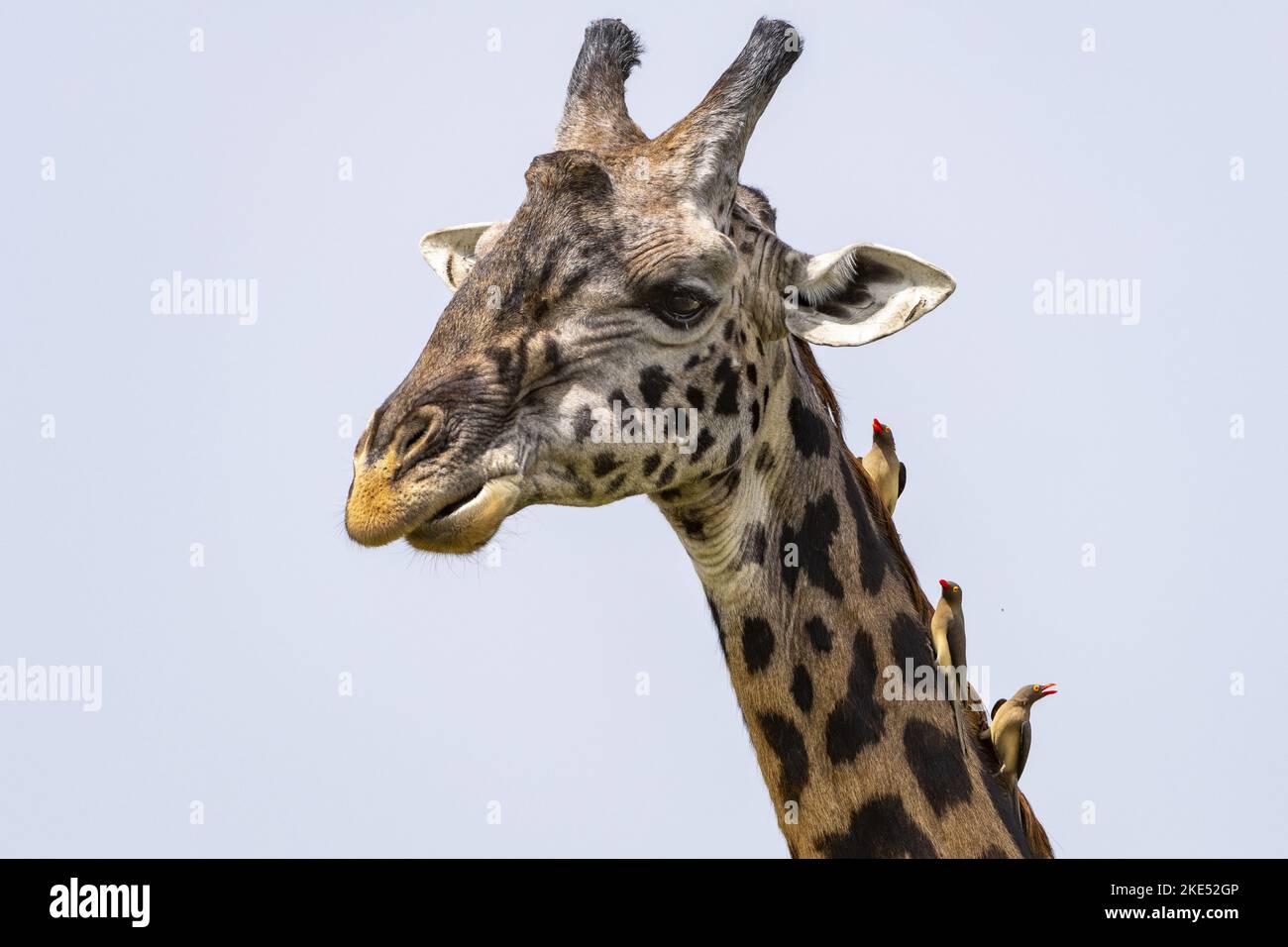 Red billed oxpecker eating hi-res stock photography and images - Alamy