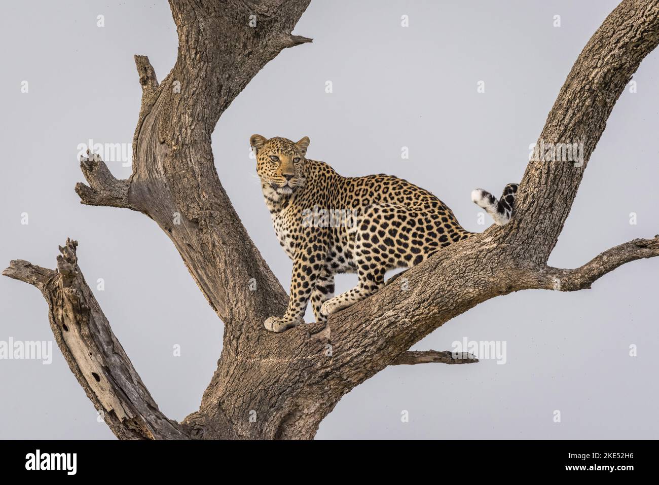 Leopard on branches hi-res stock photography and images - Alamy