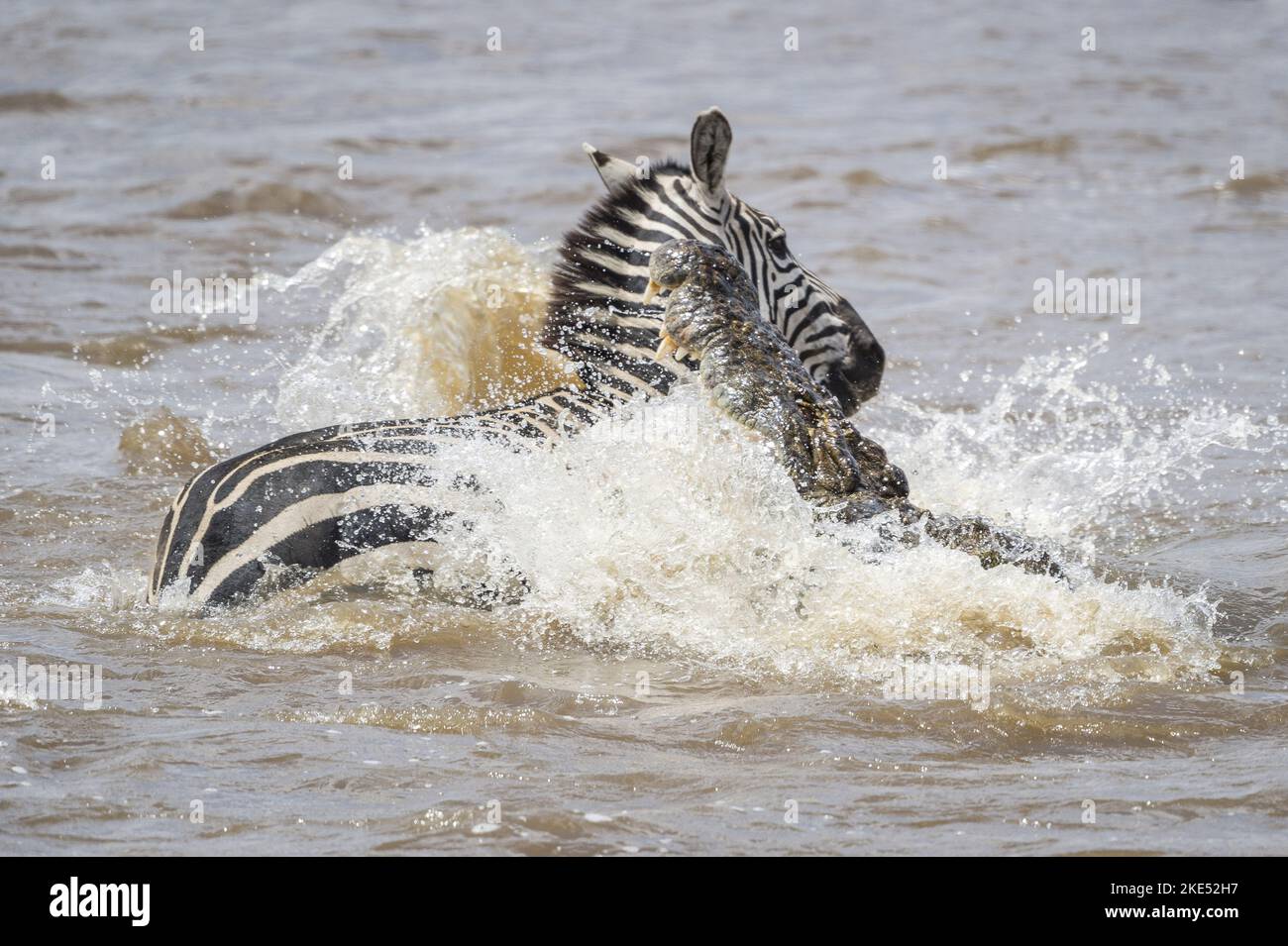Nile Crocodile kills Zebra Stock Photo - Alamy