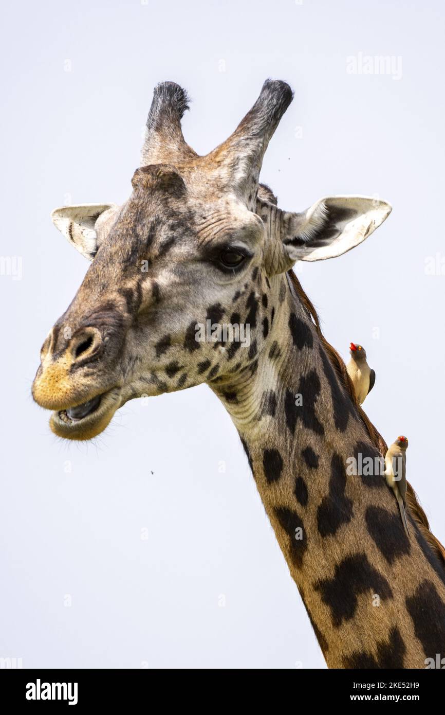Red billed oxpecker eating hi-res stock photography and images - Alamy