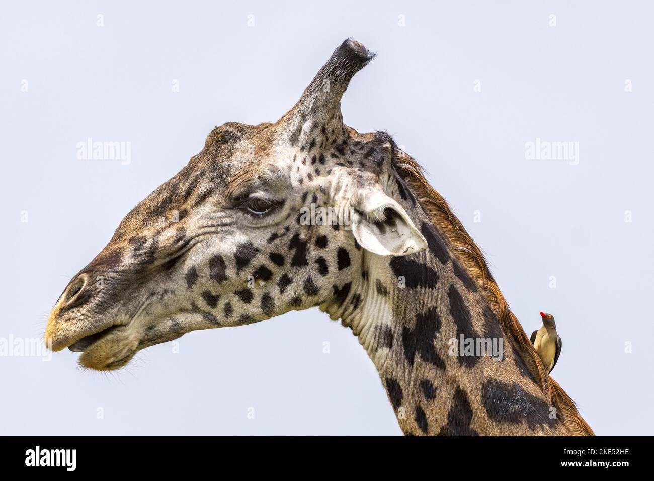 Red billed oxpecker eating hi-res stock photography and images - Alamy