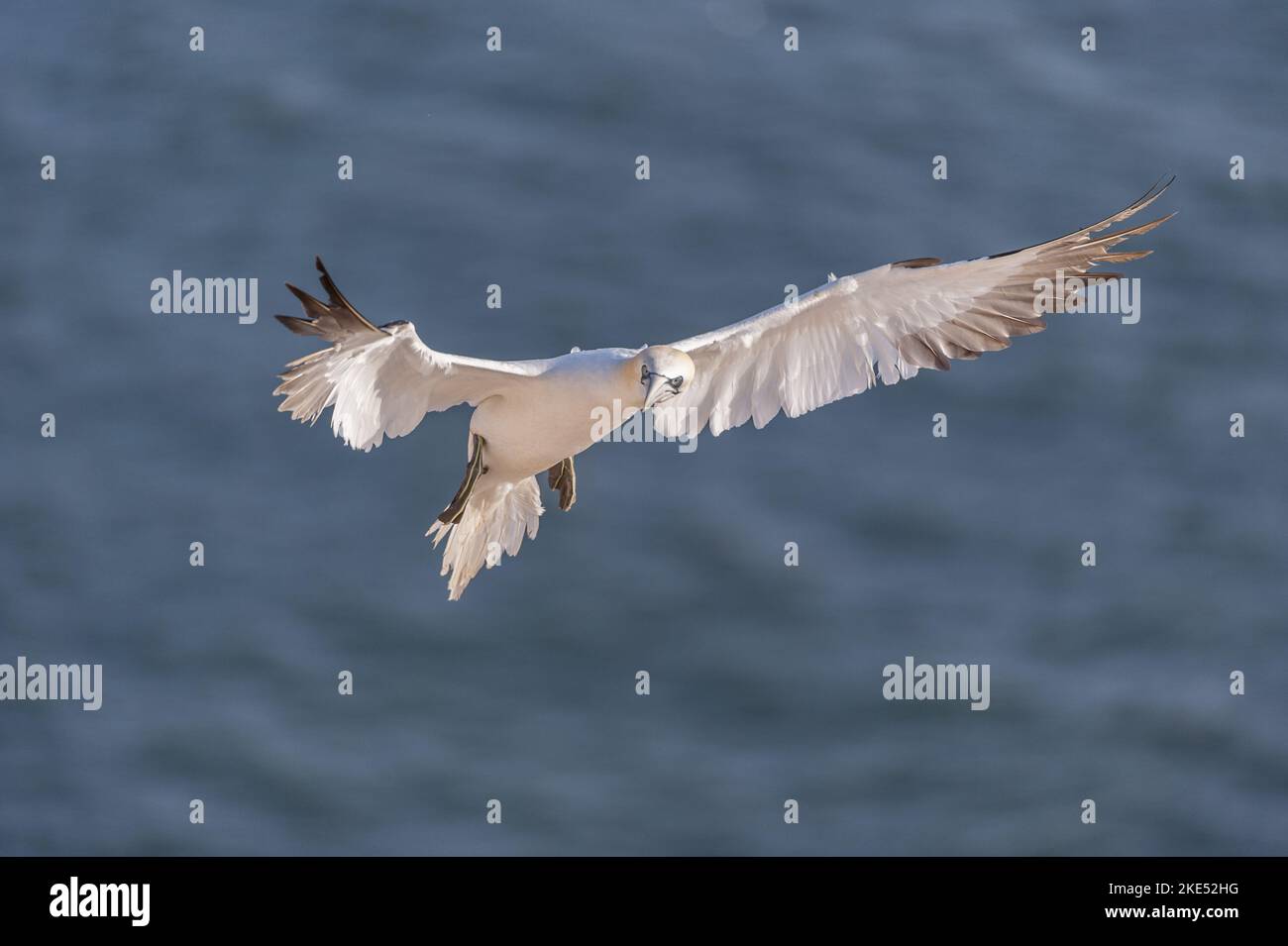 flying Northern Gannet Stock Photo - Alamy
