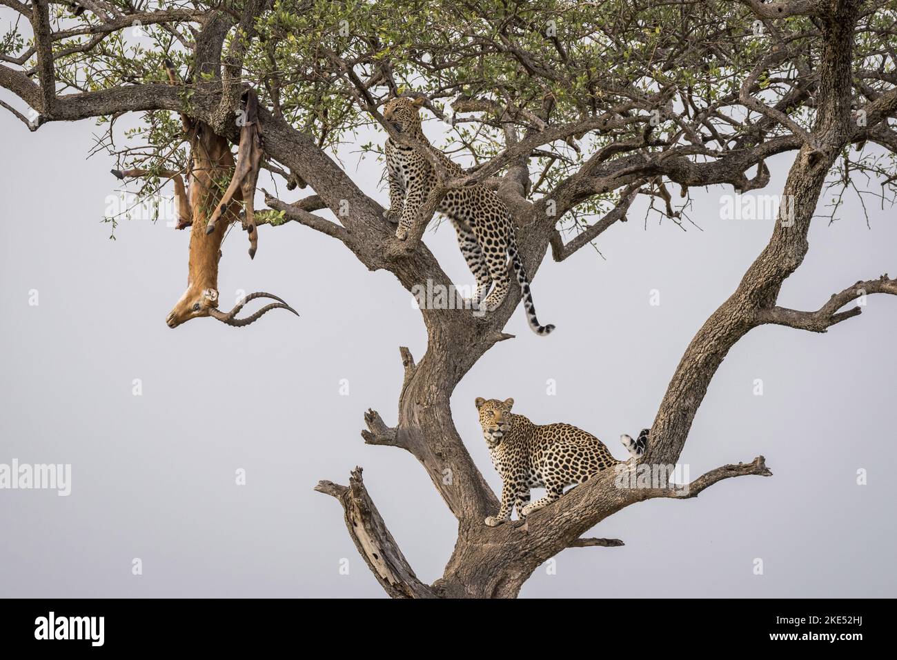 Leopards on a tree Stock Photo - Alamy