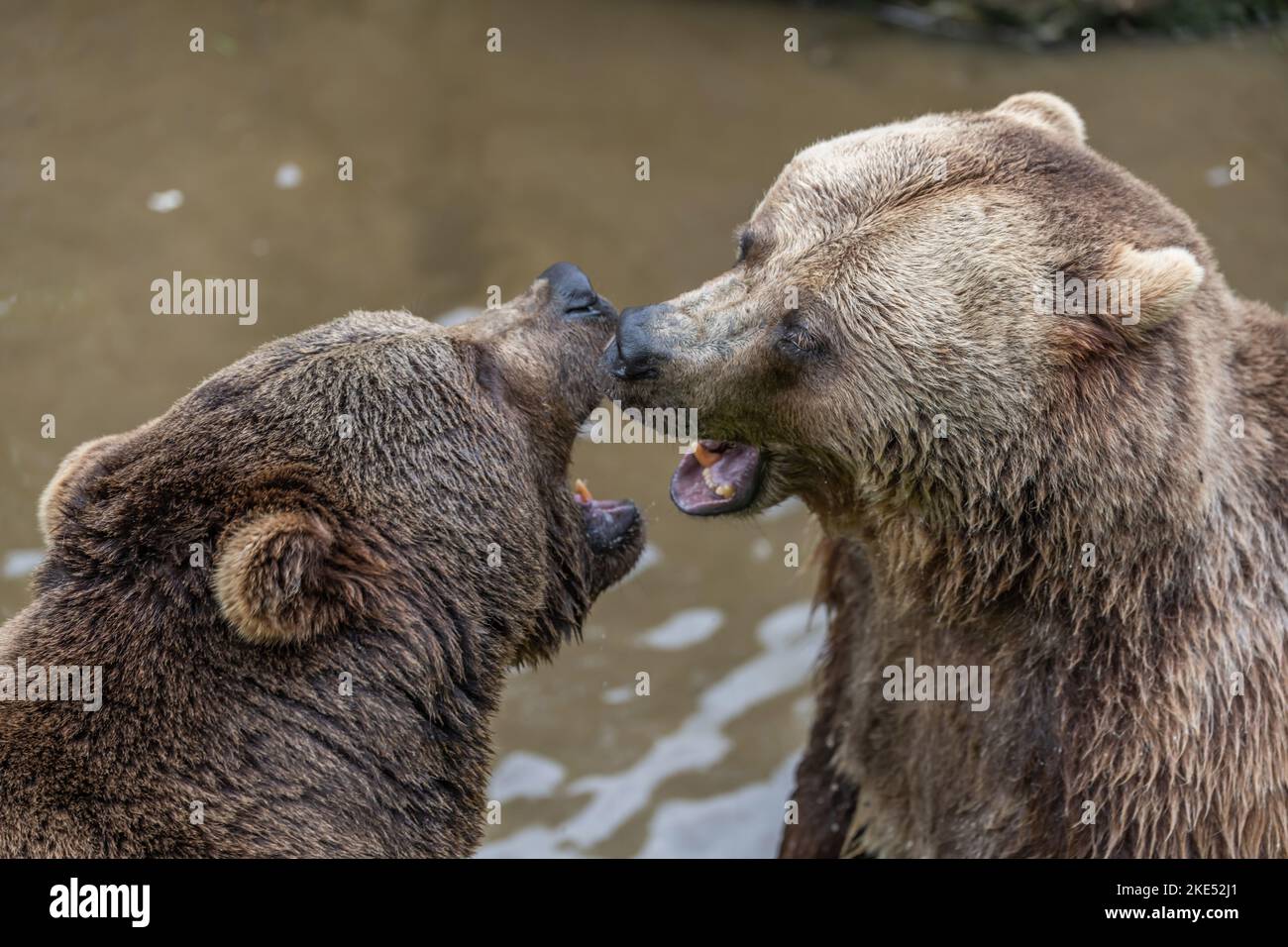 two brown bears are playing Stock Photo - Alamy
