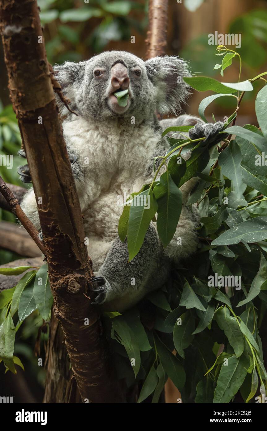 Koala feed tree hi-res stock photography and images - Alamy