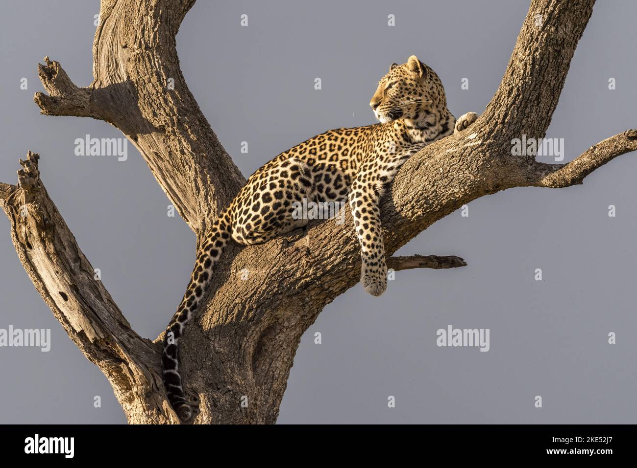 Leopard on a tree Stock Photo - Alamy