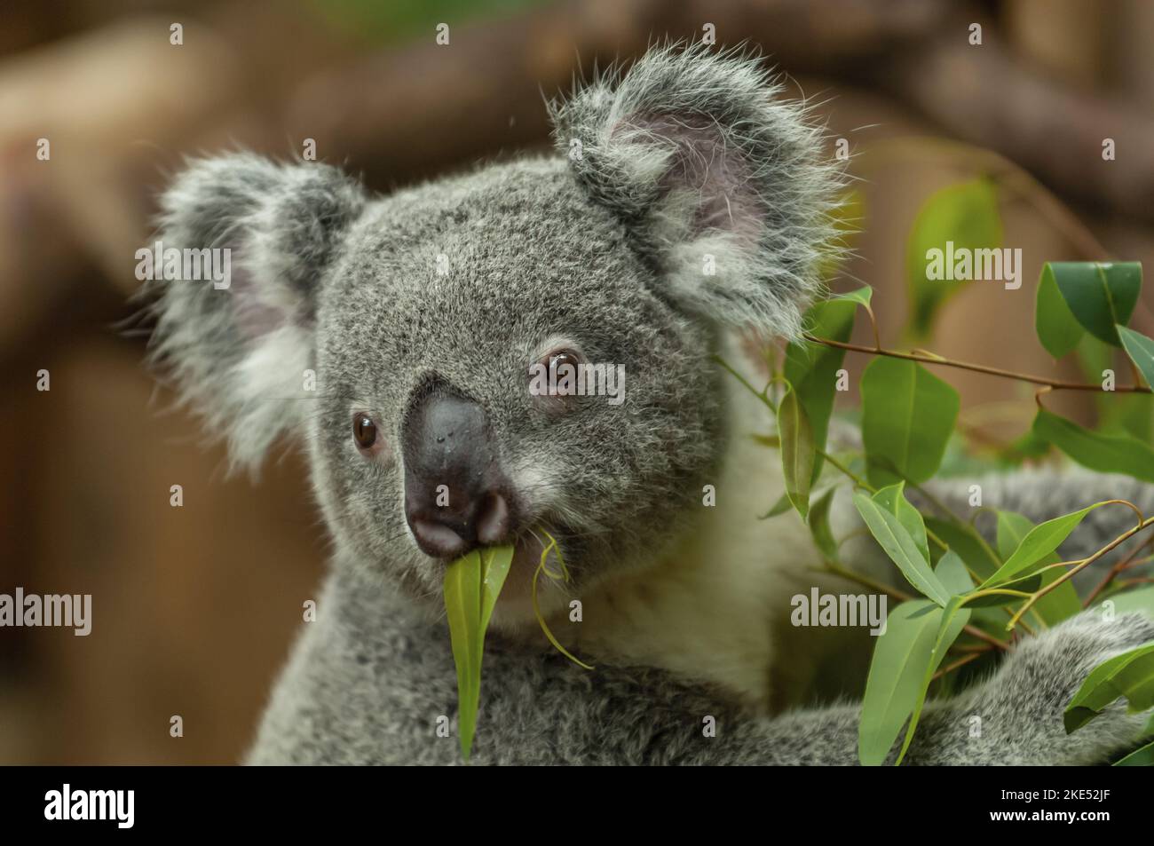Koala eat leaf hi-res stock photography and images - Alamy