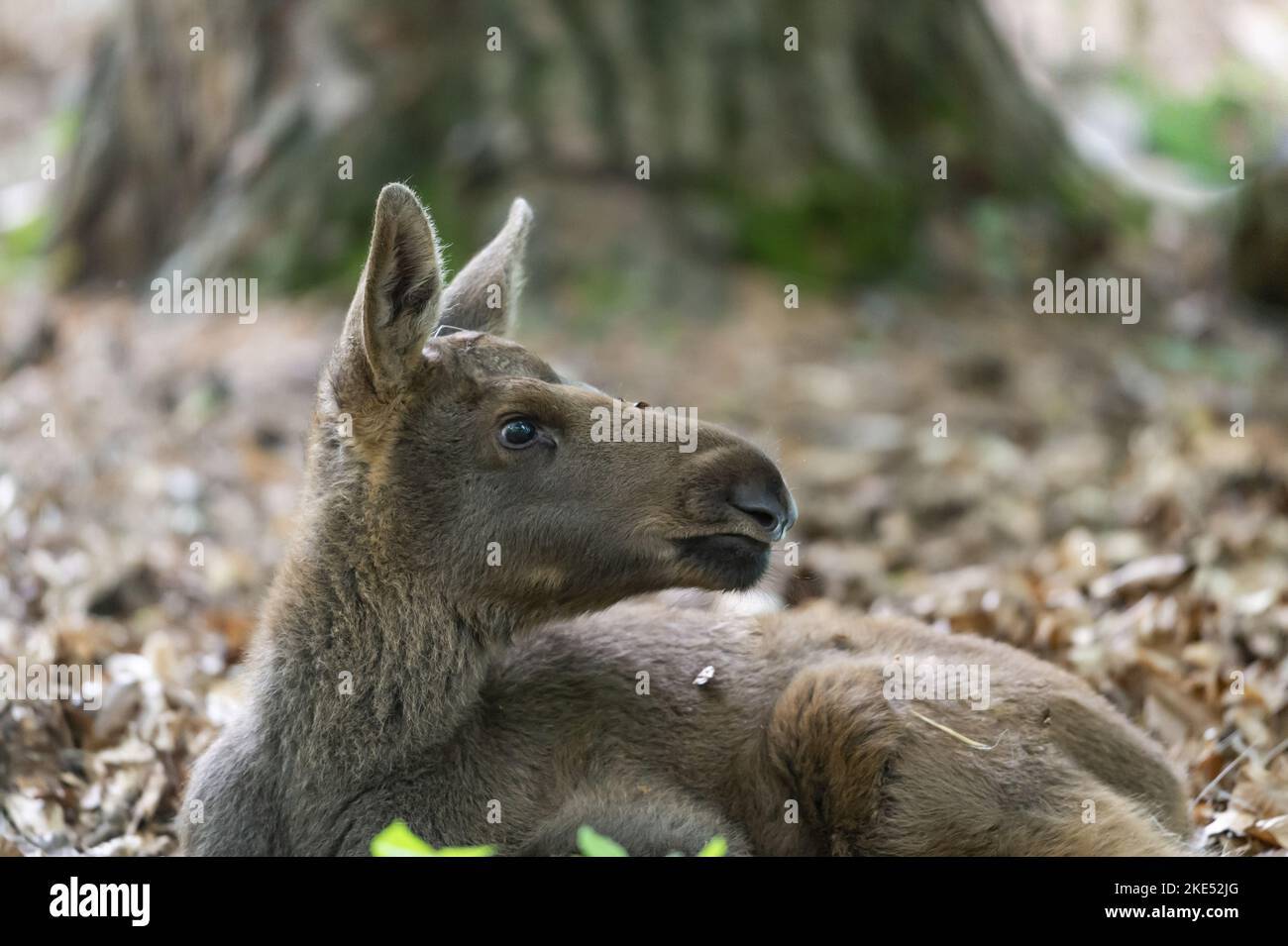 Elks calf animals hi-res stock photography and images - Alamy