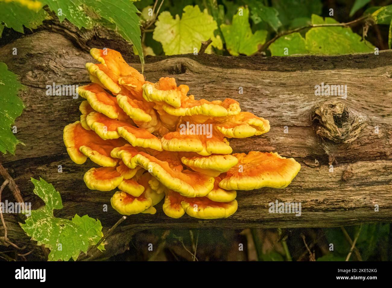 Chicken of the Forest on fallen log Stock Photo - Alamy