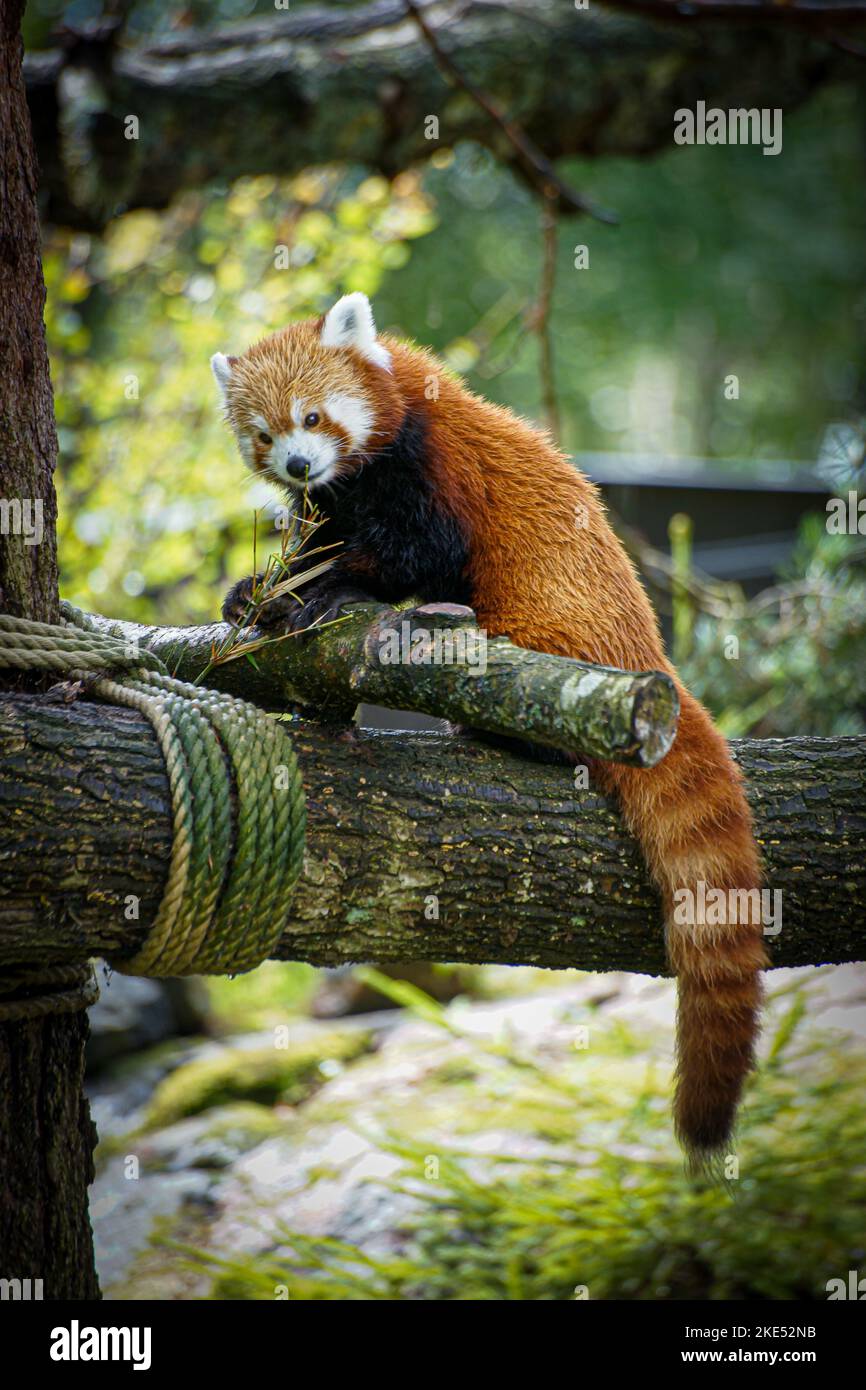 Furry red panda hi-res stock photography and images - Alamy
