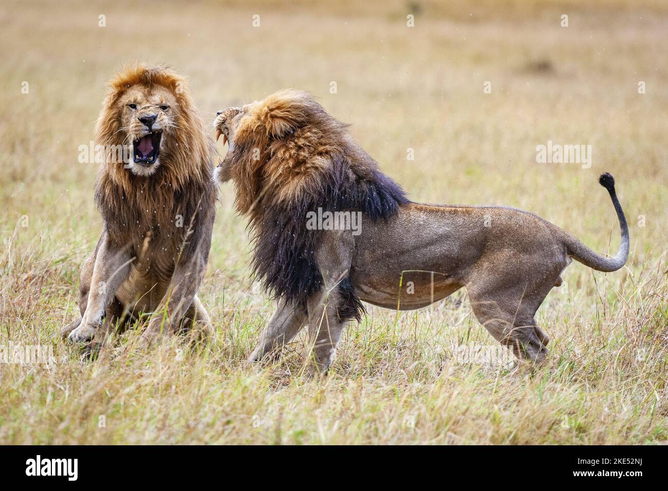 Two male lions roaring hi-res stock photography and images - Alamy