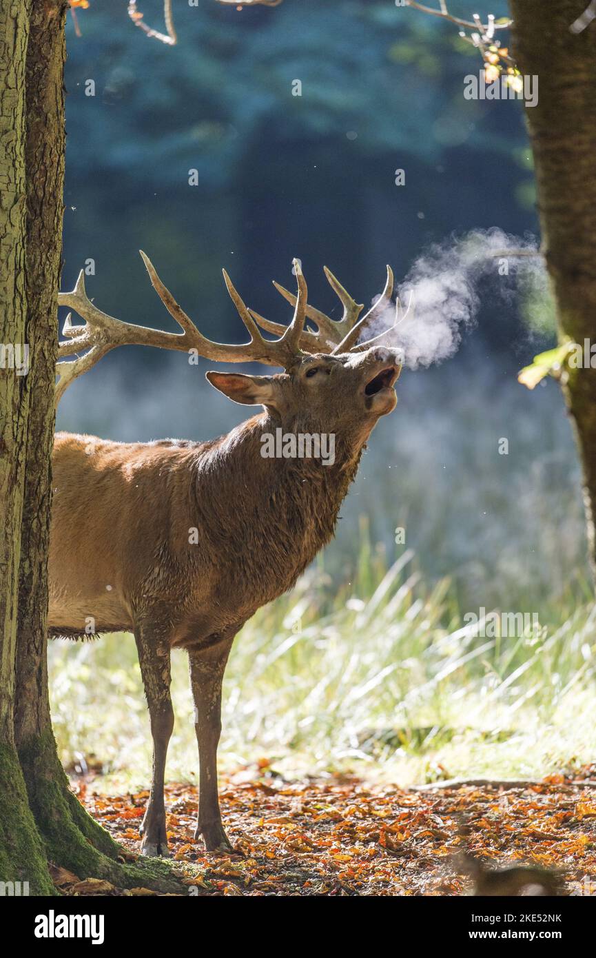 Red deer stag roar breath hi-res stock photography and images - Alamy