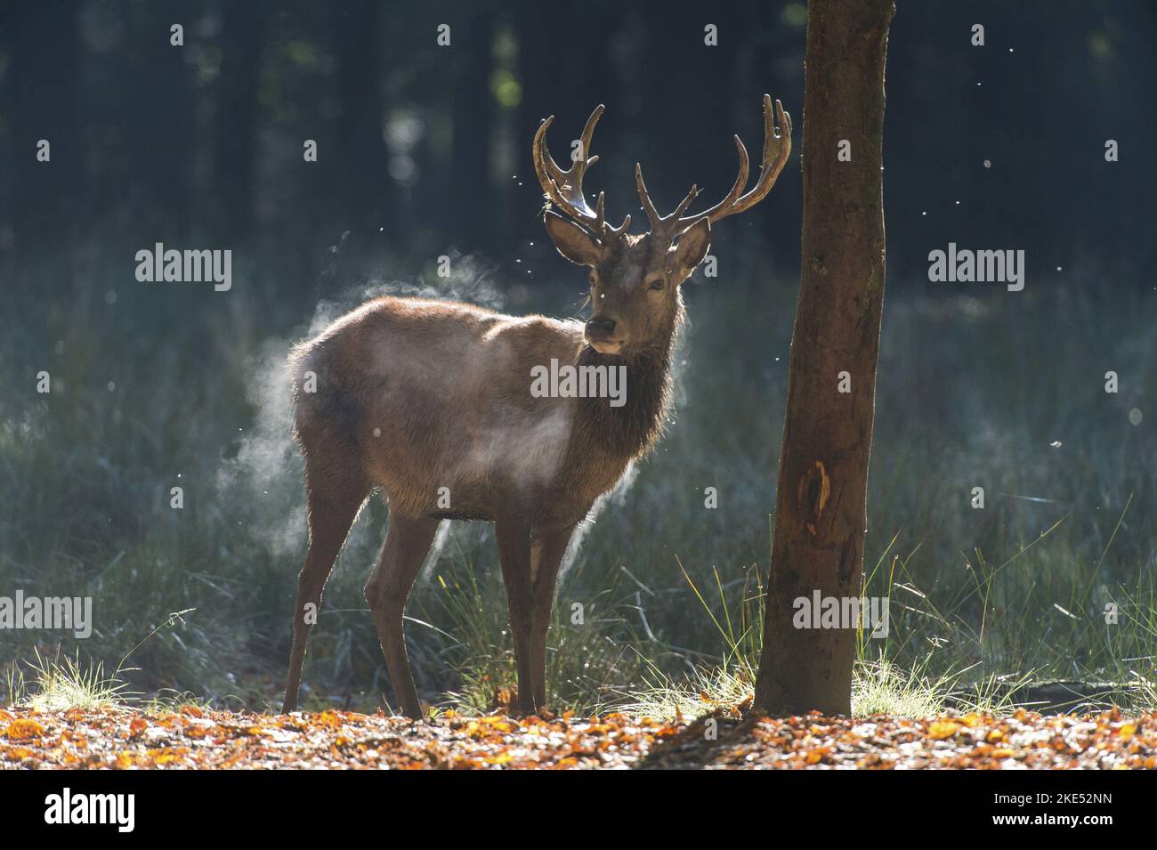 standing Red Deer Stock Photo - Alamy