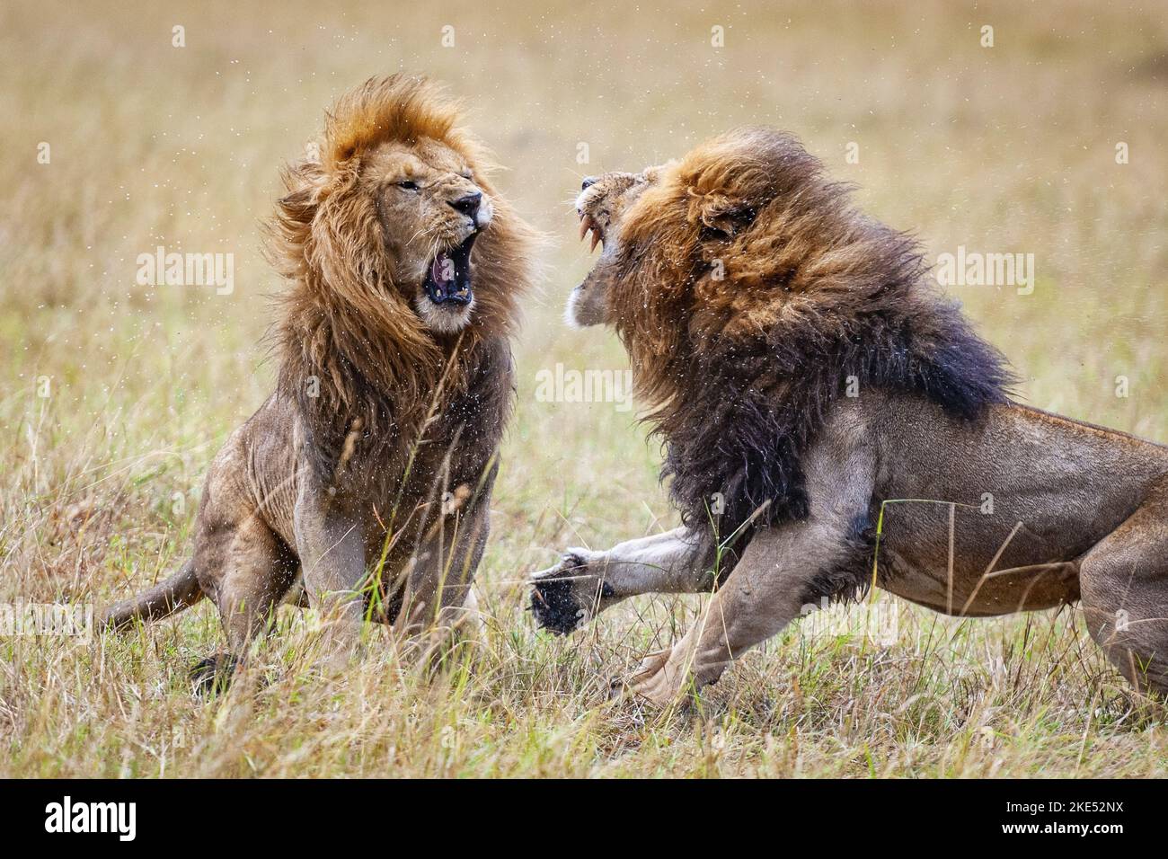 Male lions fighting hi-res stock photography and images - Alamy